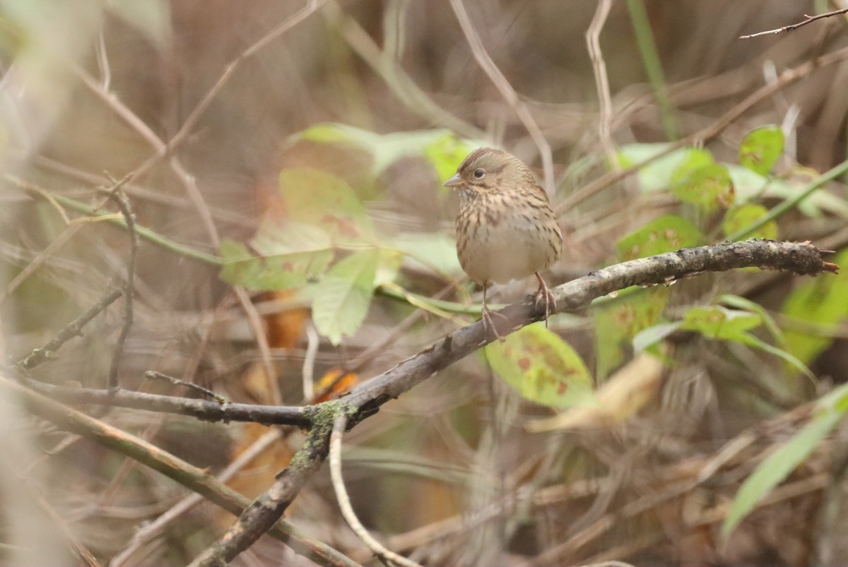 eBird Checklist - 20 Oct 2025 - Acme Dam/Chestnut Ridge Park - 26 ...