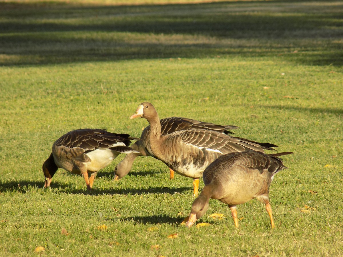 ML643911165 - Greater White-fronted Goose - Macaulay Library