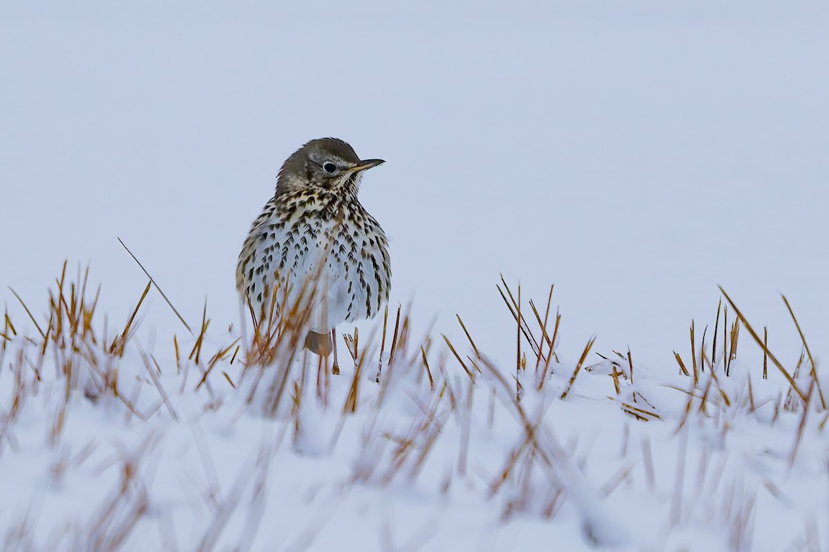 ML643917916 - Song Thrush - Macaulay Library