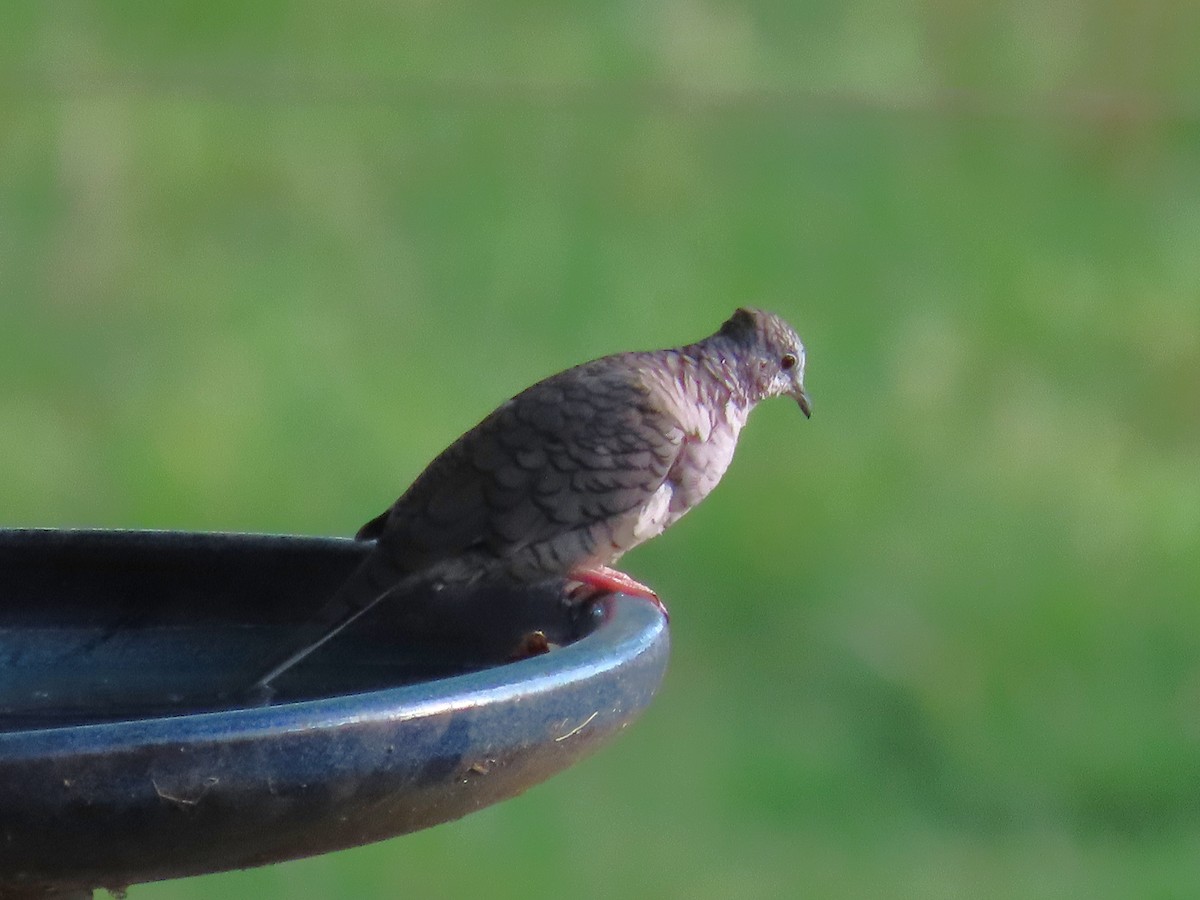 ML643944482 - Inca Dove - Macaulay Library