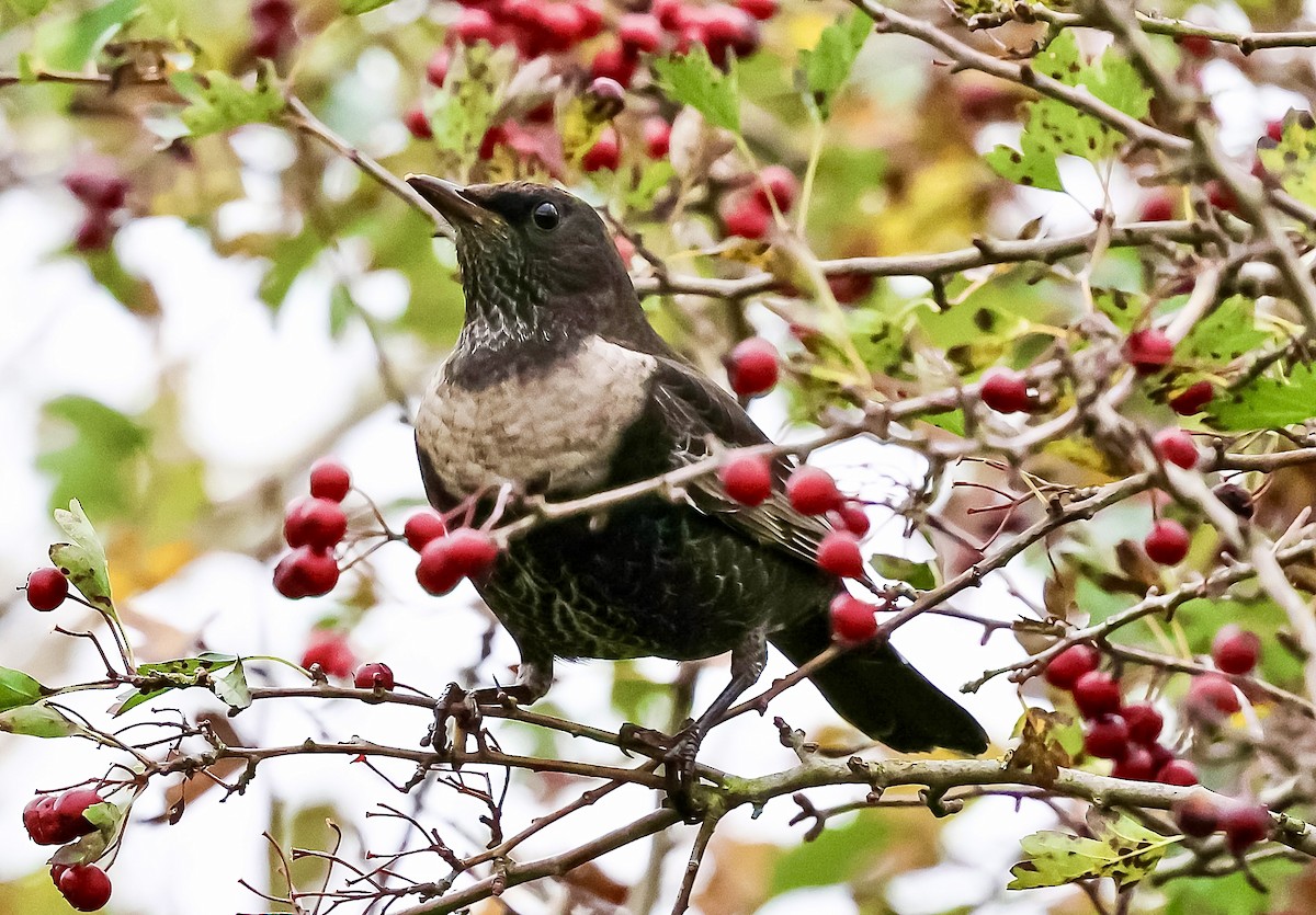 eBird Checklist - 22 Oct 2025 - Ham Wall Nature Reserve, South of Car ...