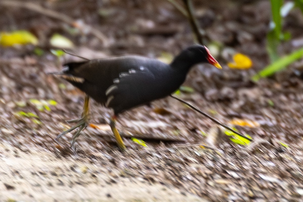 eBird Checklist - 22 Oct 2025 - Bom Bom Island Resort - 9 species