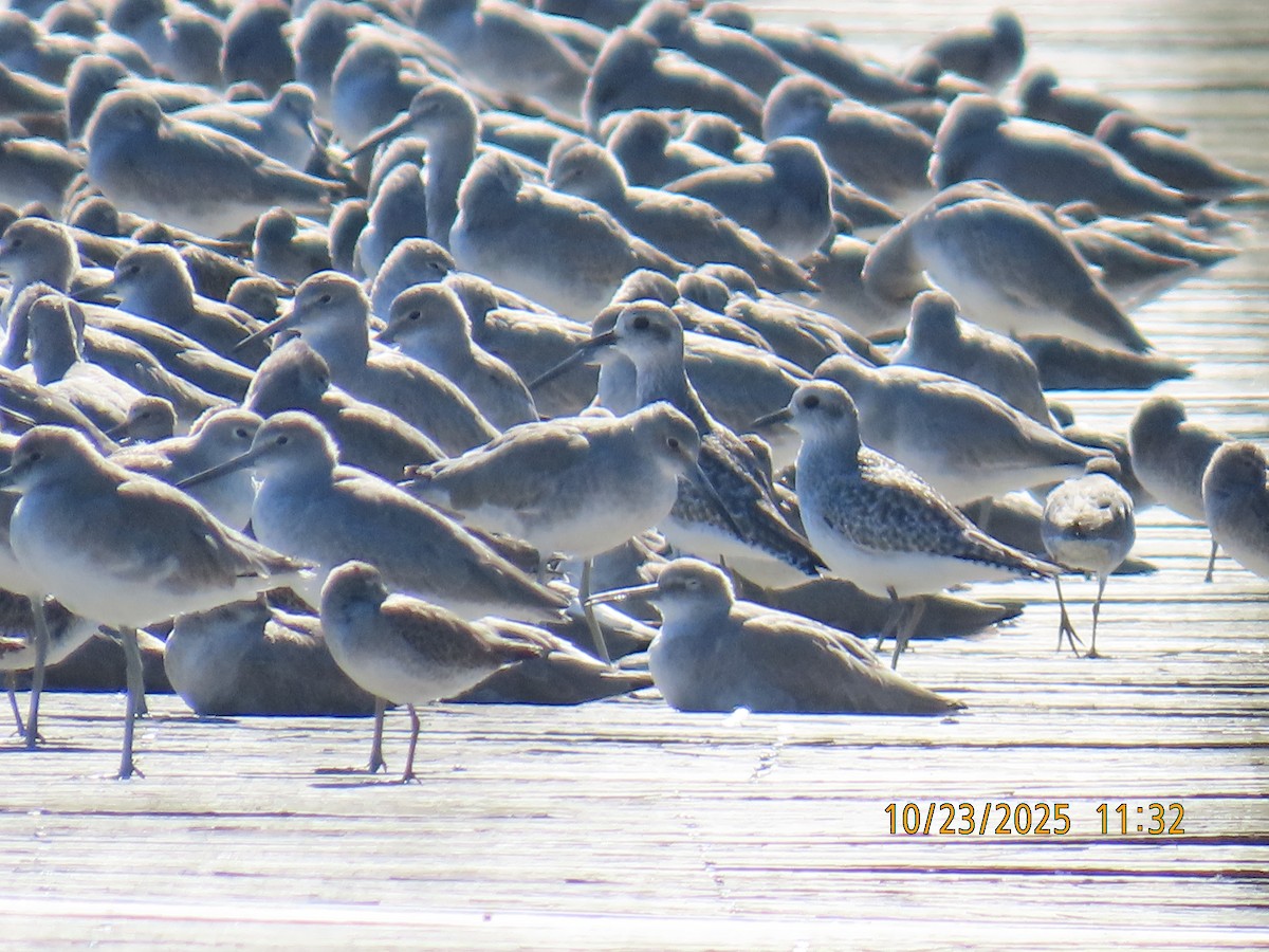 eBird Checklist - 23 Oct 2025 - Sewee Preserve (restricted access) - 69 ...