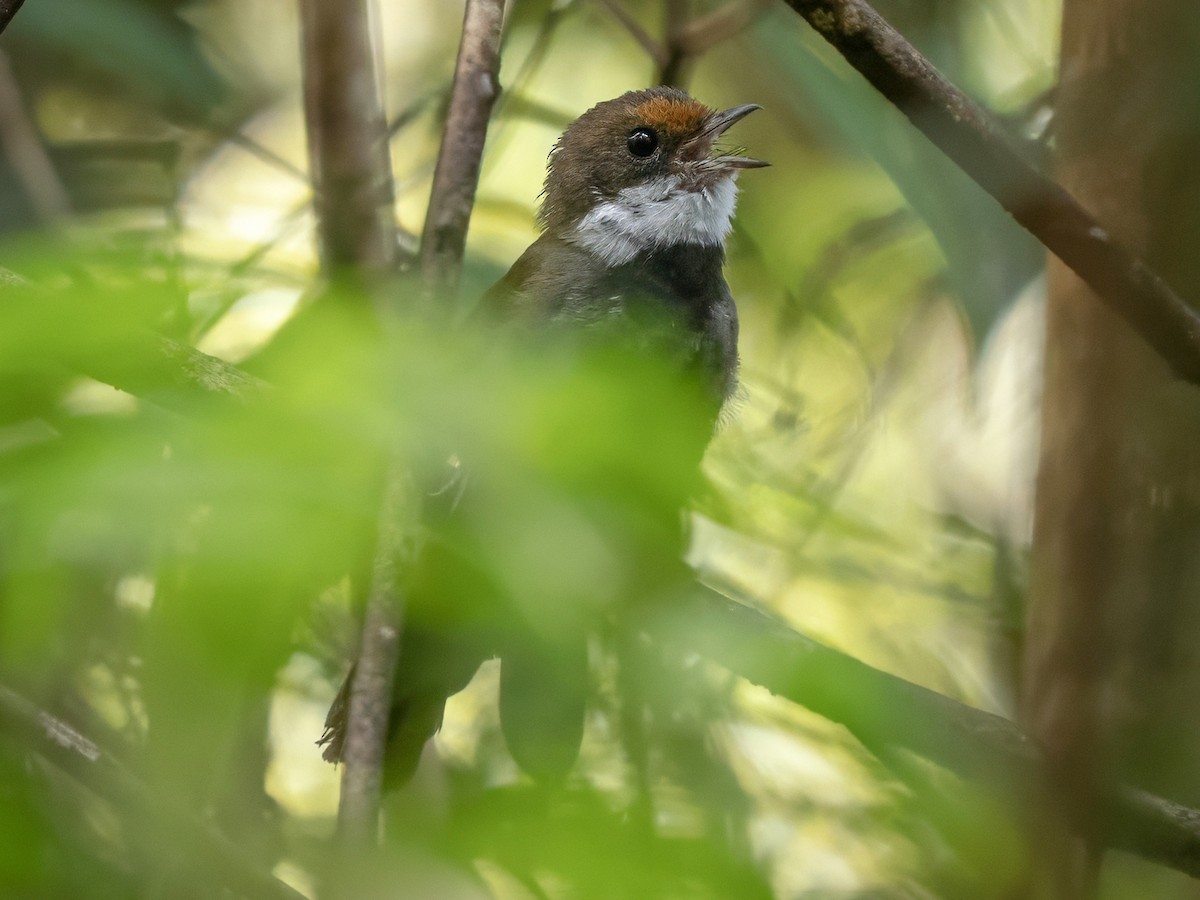Peleng Fantail - Rhipidura habibiei - Birds of the World