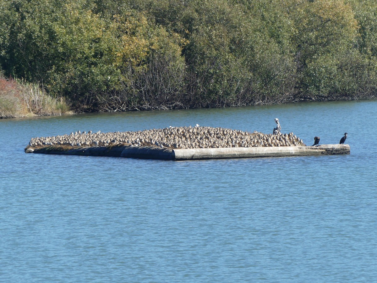 eBird Checklist - 21 Oct 2025 - Arcata Marsh and Wildlife Sanctuary ...
