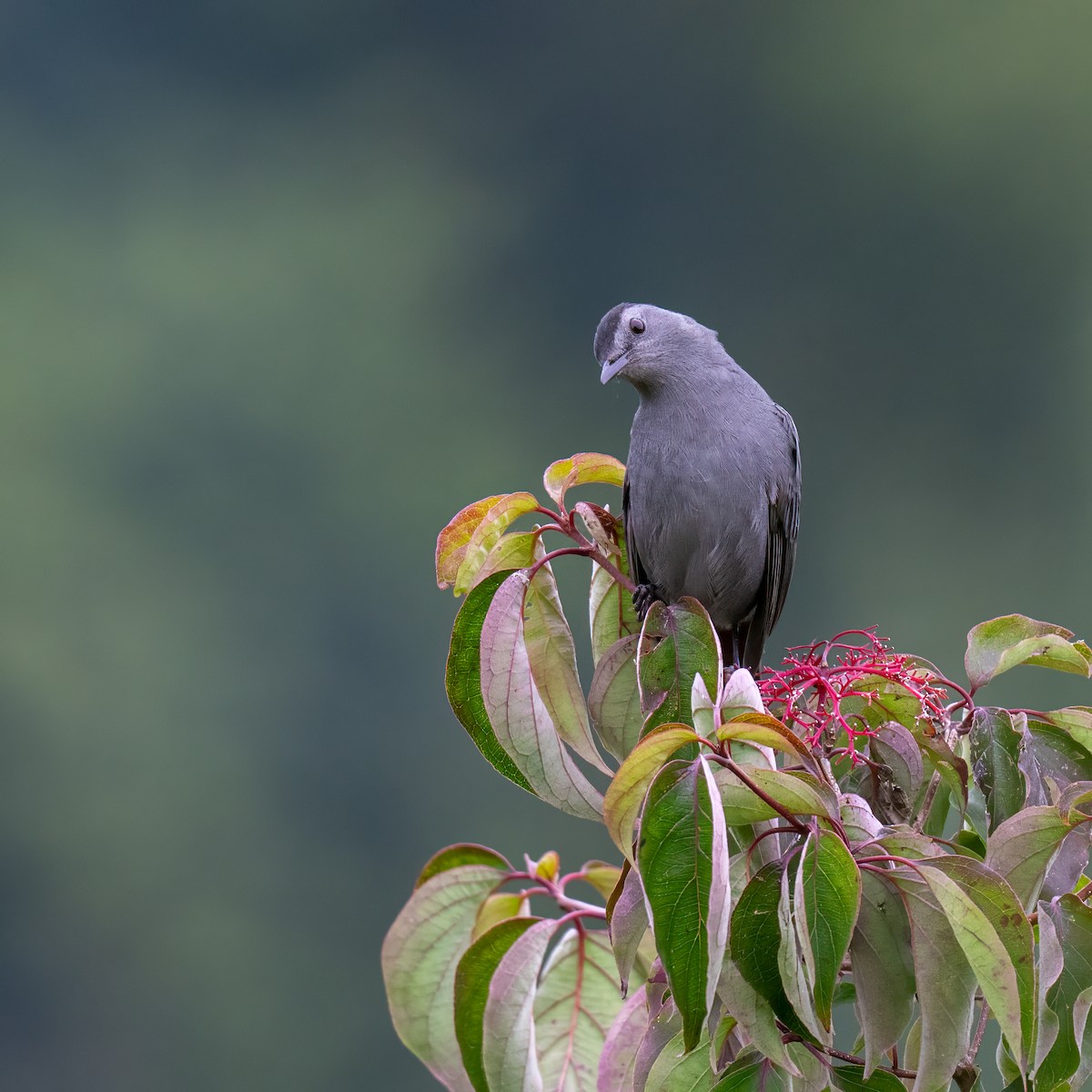 ML644053495 - Gray Catbird - Macaulay Library