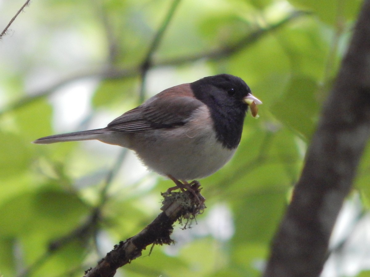 eBird Checklist - 18 May 2025 - Henry Hagg Lake--Dam Overlook - 6 species