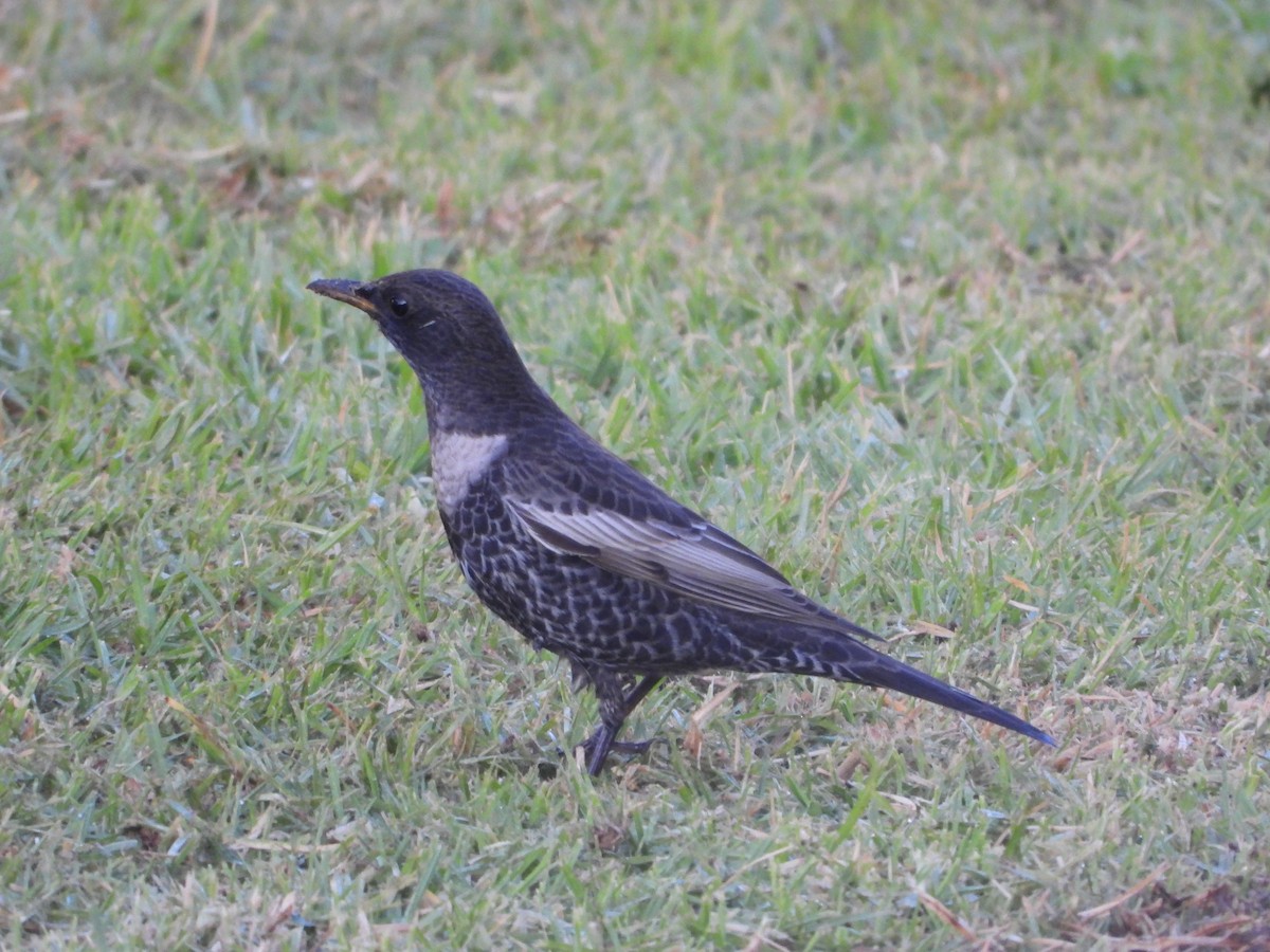 ML644070970 - Ring Ouzel - Macaulay Library