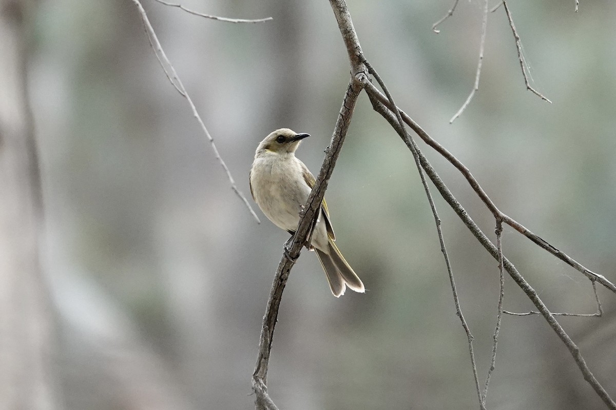 eBird Checklist - 21 Oct 2025 - Chiltern-Mt Pilot National Park ...
