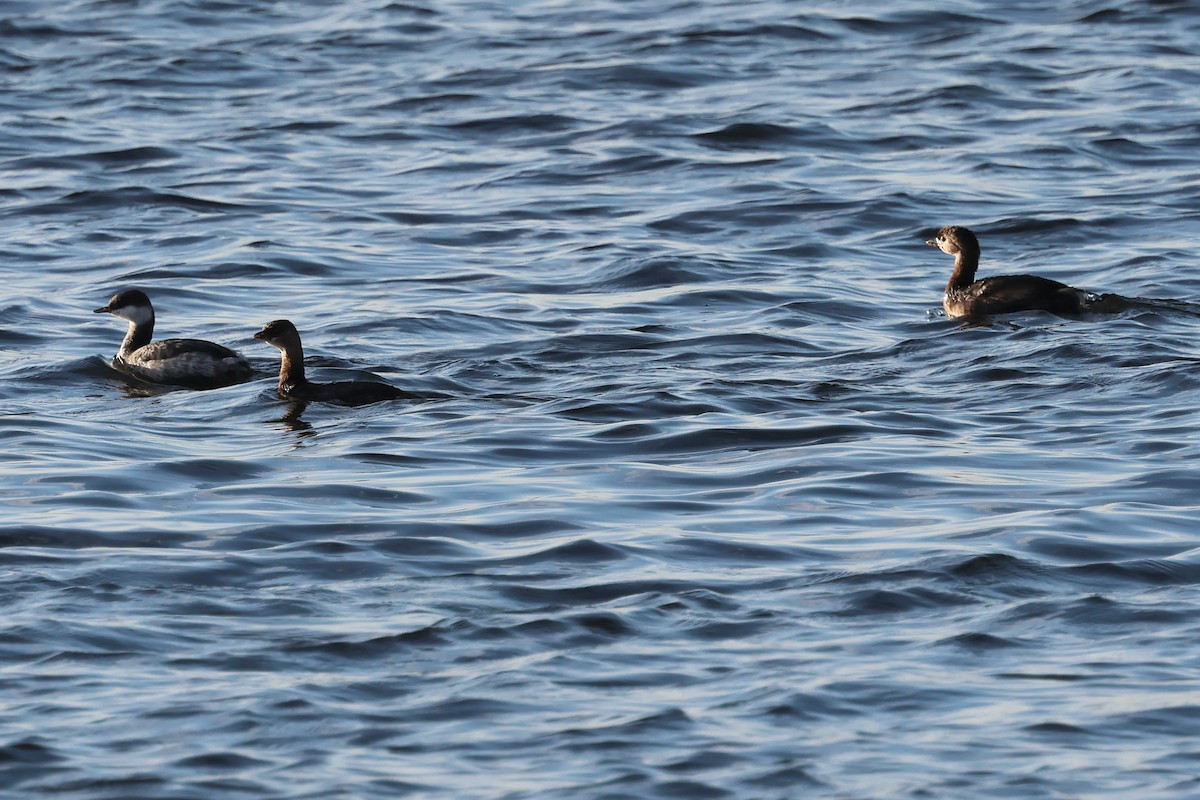eBird Checklist - 25 Oct 2025 - Cool Springs Park - 25 species