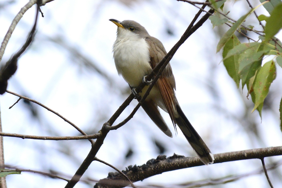 eBird Checklist - 25 Oct 2025 - Boone Greenway--Created Wetland - 30 ...