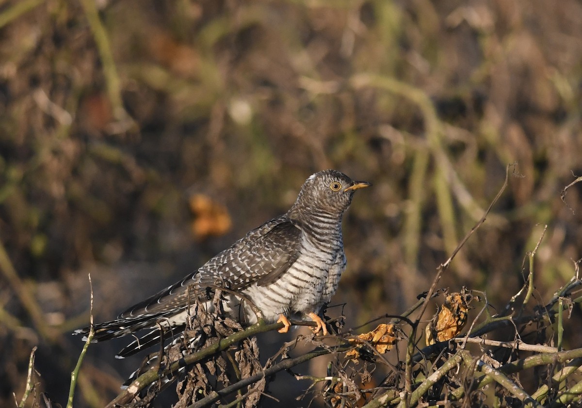 eBird Checklist - 25 Oct 2025 - stakeout Common Cuckoo, Roanoke Ave ...