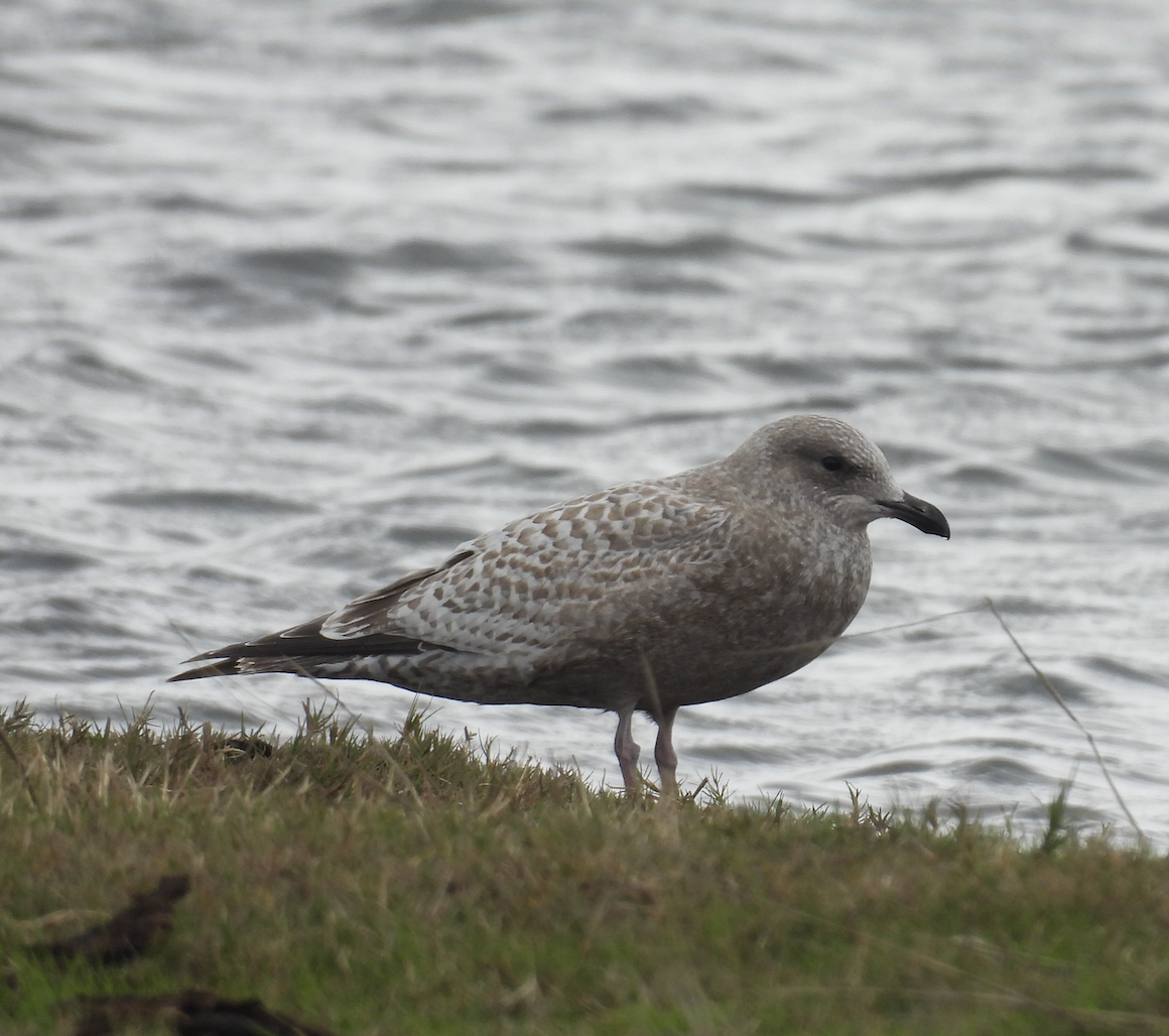 eBird Checklist - 25 Oct 2025 - Arcata Bottoms--V St. Loop - 13 species