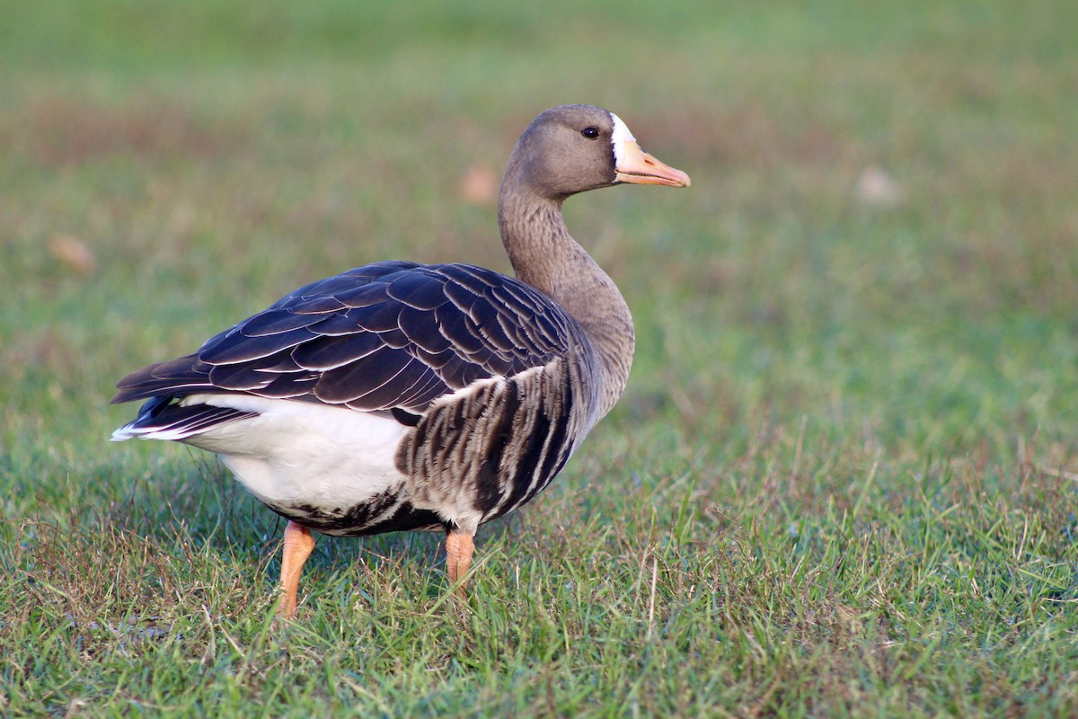 eBird Checklist - 24 Oct 2025 - Montrose Point Bird Sanctuary, Lincoln ...