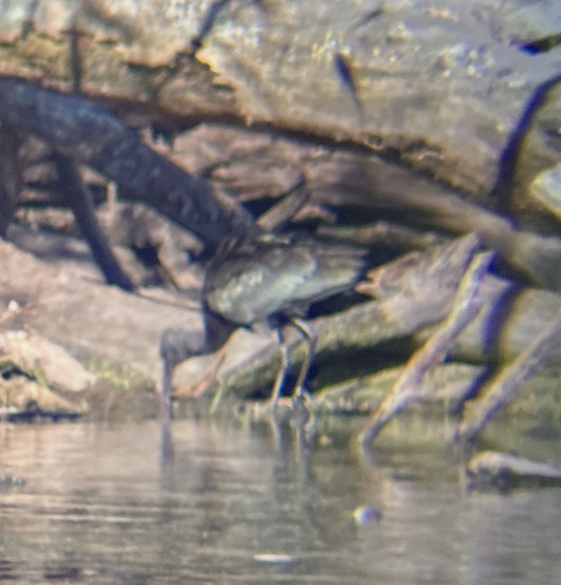 eBird Checklist - 26 Oct 2025 - Tifft Nature Preserve - 9 species