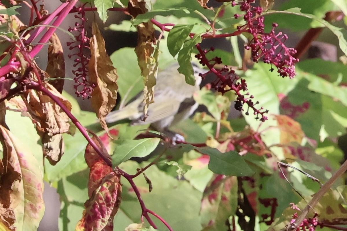eBird Checklist - 26 Oct 2025 - Prospect Park - 69 species