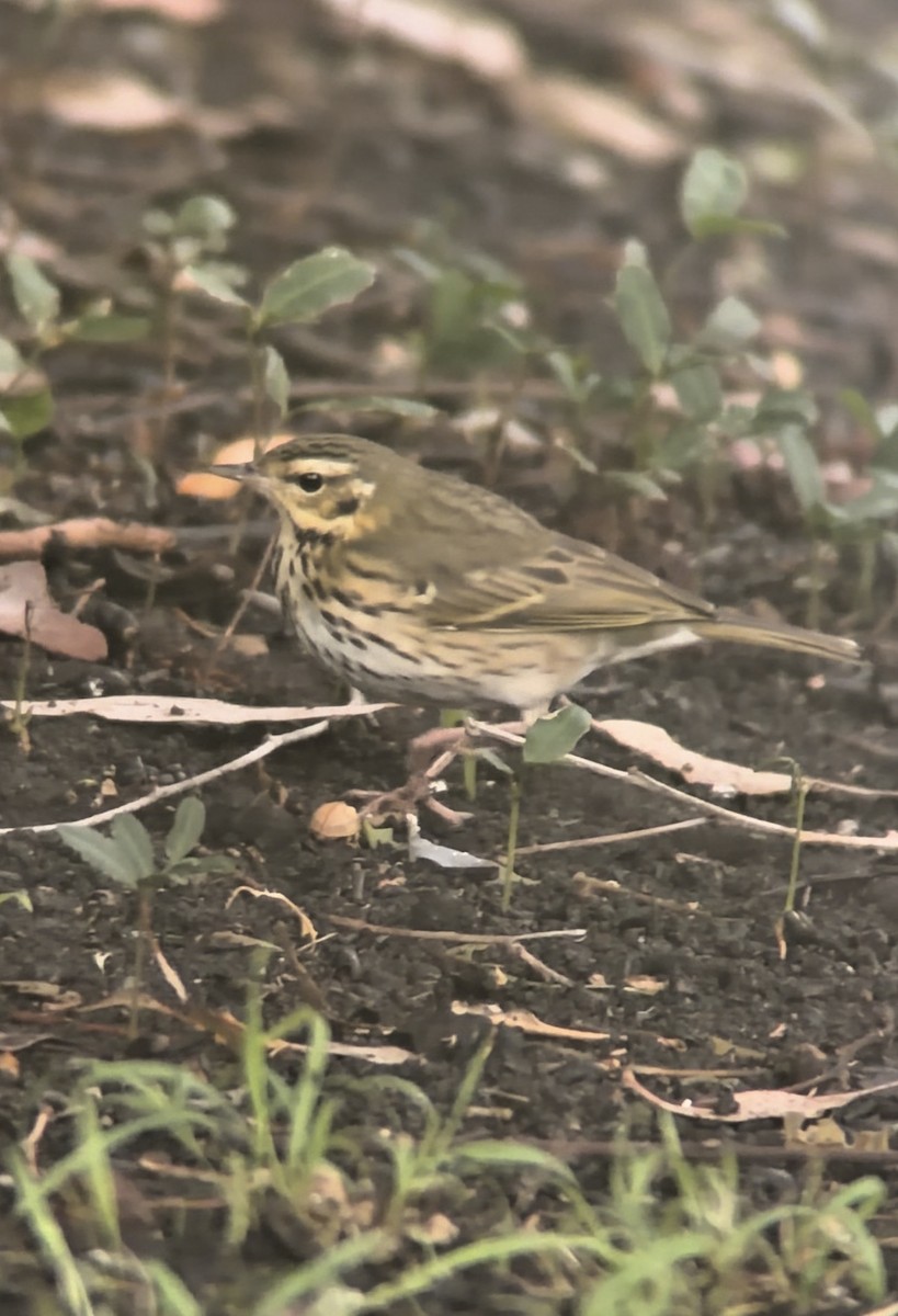 eBird Checklist - 26 Oct 2025 - Gilman Park, Fullerton - 37 species (+1 ...