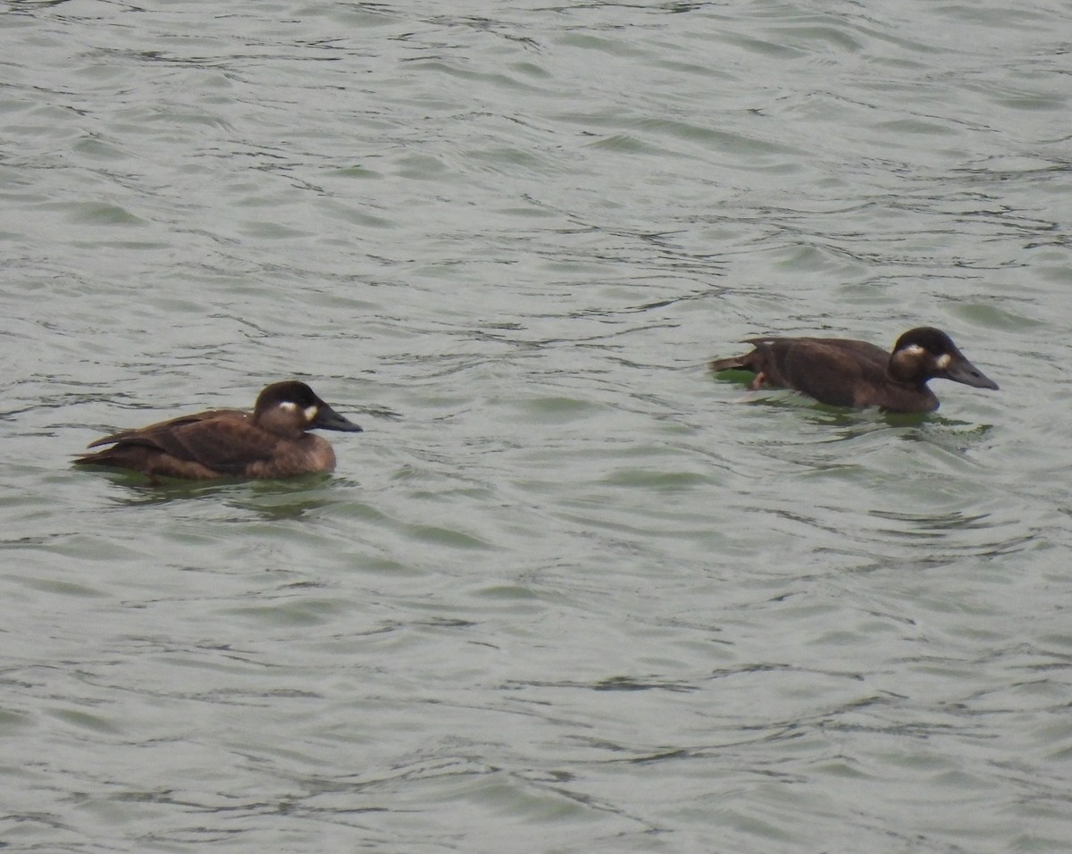 eBird Checklist - 24 Oct 2025 - Henry Hagg Lake Park--Eagle Point ...