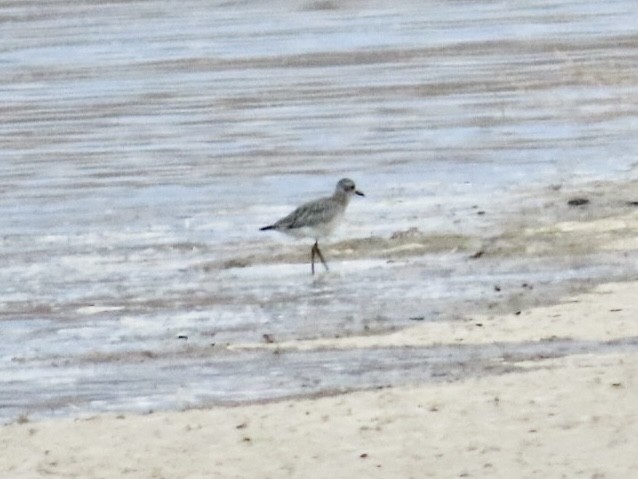 eBird Checklist - 26 Oct 2025 - Jackson Lake SWA - 26 species