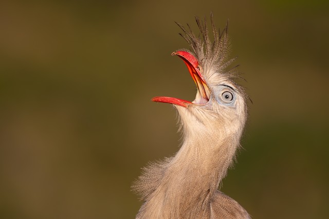 Patrocínio, Minas Gerais, Brazil - eBird
