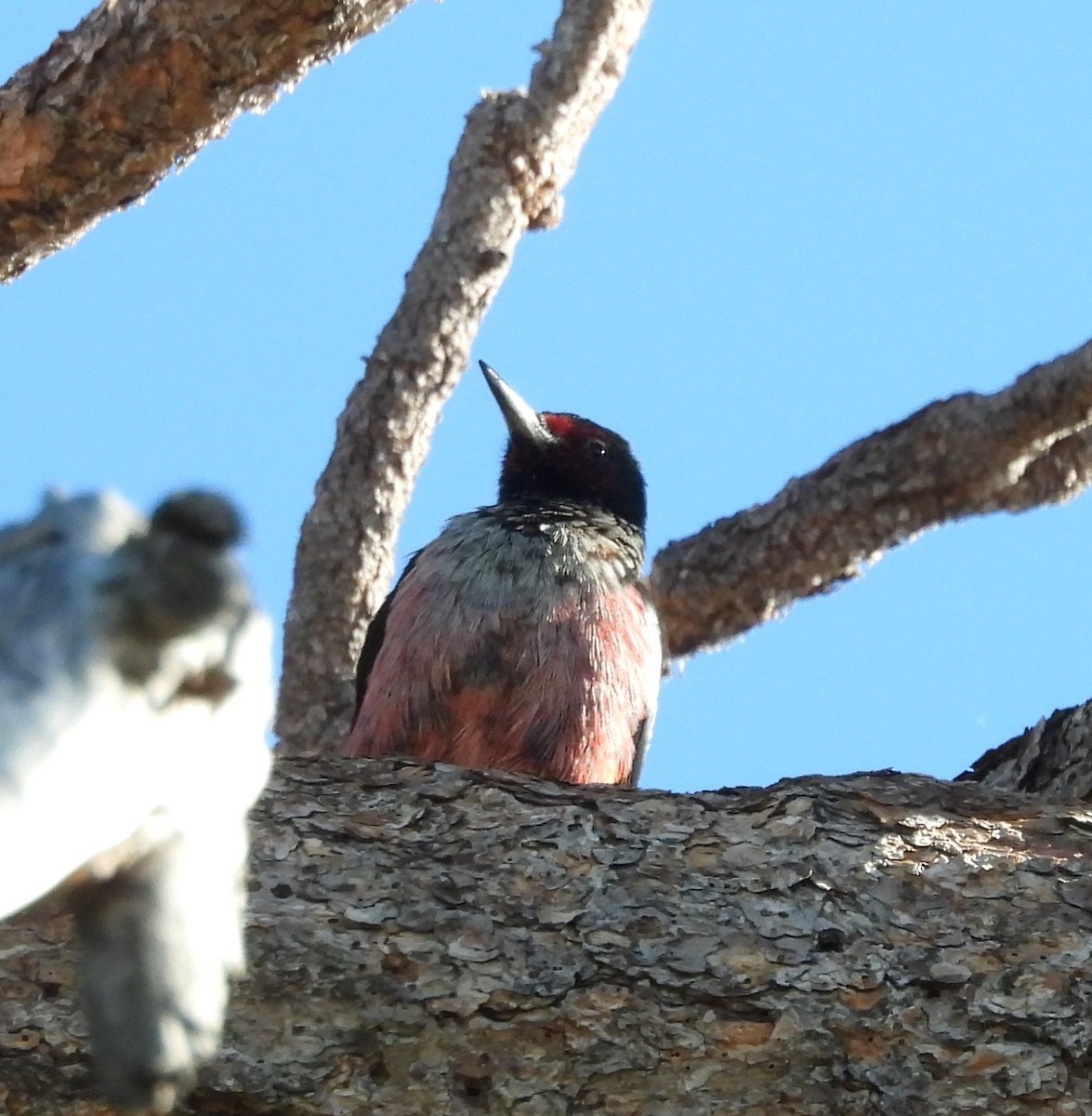 eBird Checklist - 27 Oct 2025 - Mt. Wilson Observatory - 13 species