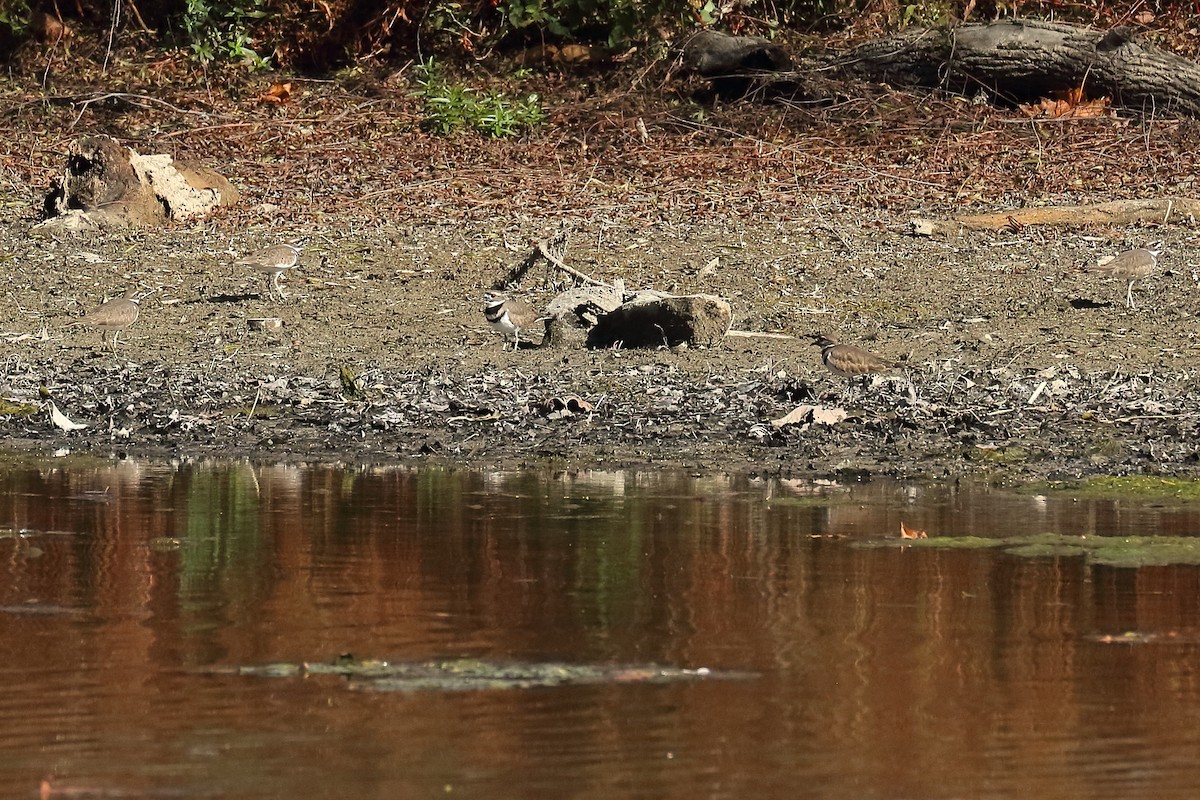 eBird Checklist - 27 Oct 2025 - Lake Ontelaunee--Bailey Creek Area - 23 ...