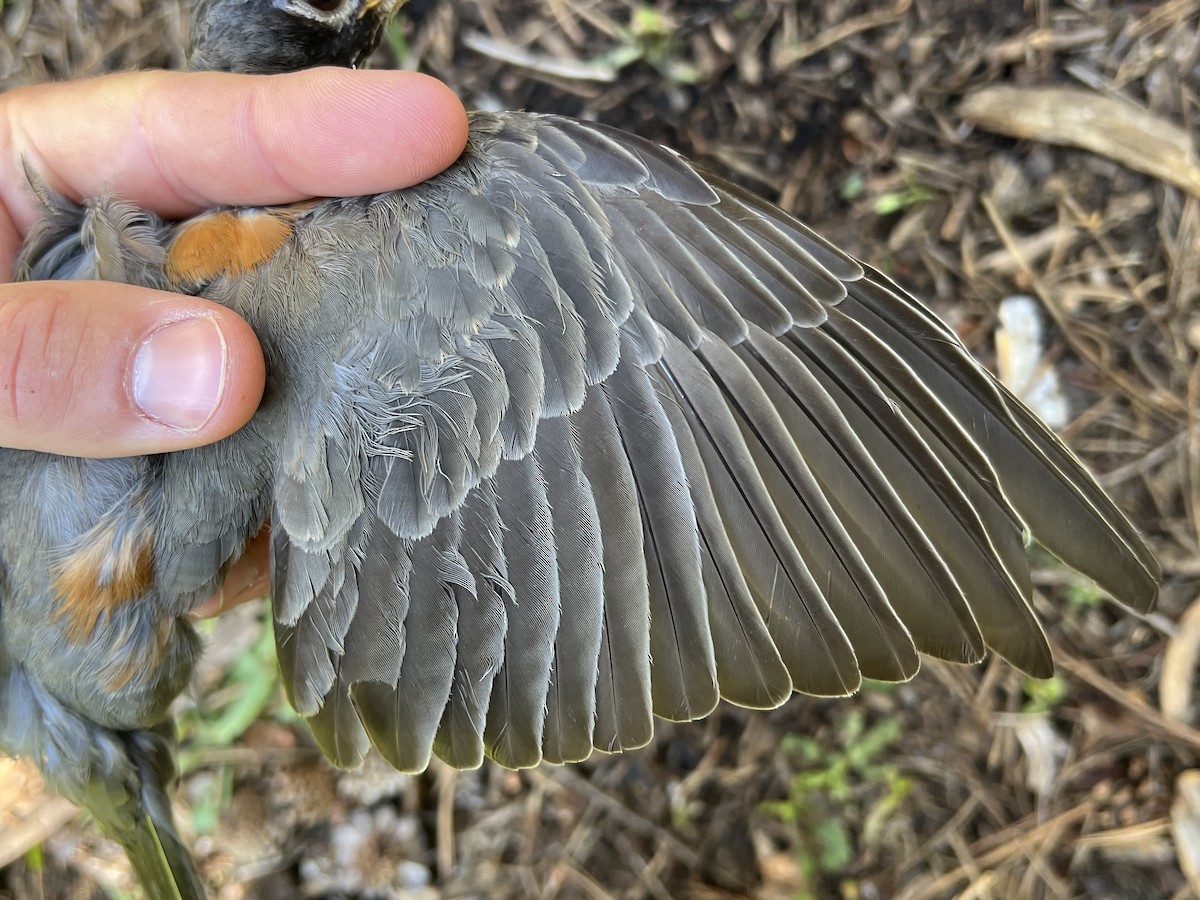eBird Checklist - 15 Jun 2025 - Yosemite NP--Tamarack Flat Rd. - 6 species