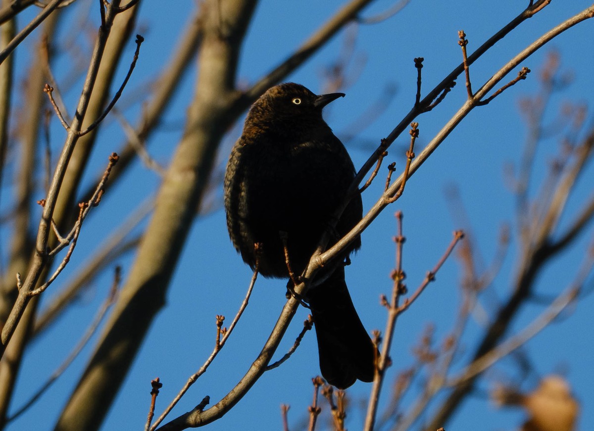 eBird Checklist - 28 Oct 2025 - Acme Dam/Chestnut Ridge Park - 17 species