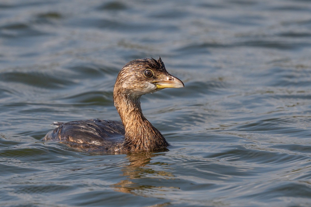 eBird Checklist - 28 Oct 2025 - Sylvan Rodriguez Park - 32 species