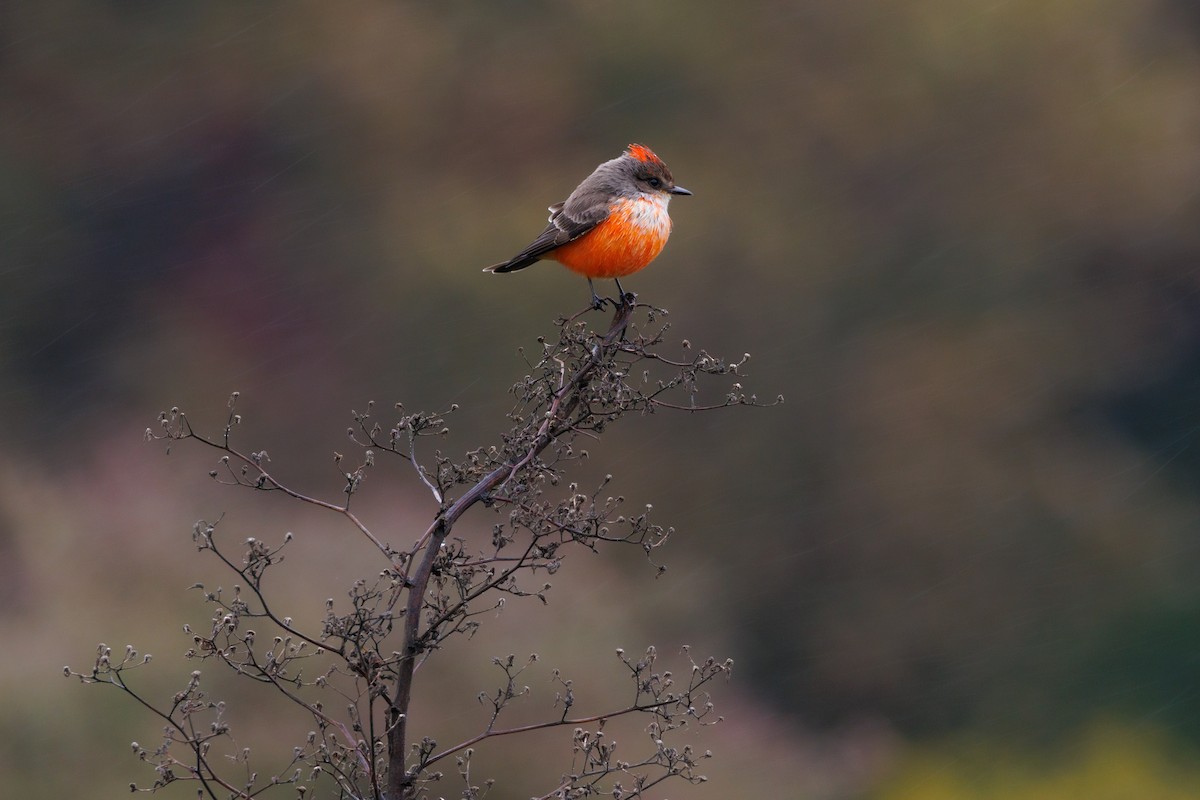 eBird Checklist - 28 Oct 2025 - Nonconnah Creek at Halle Stadium - 18 ...