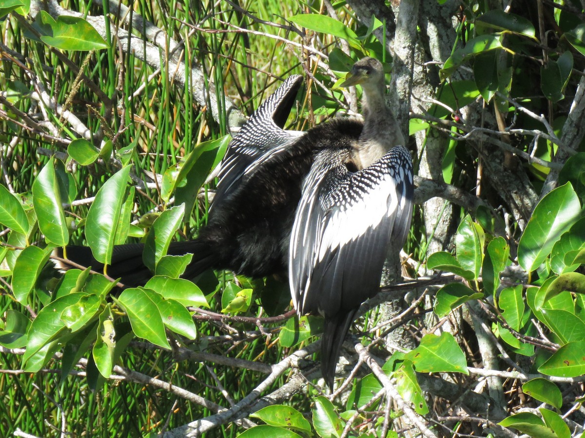 eBird Checklist - 22 Oct 2025 - Everglades NP--Anhinga Trail - 8 species