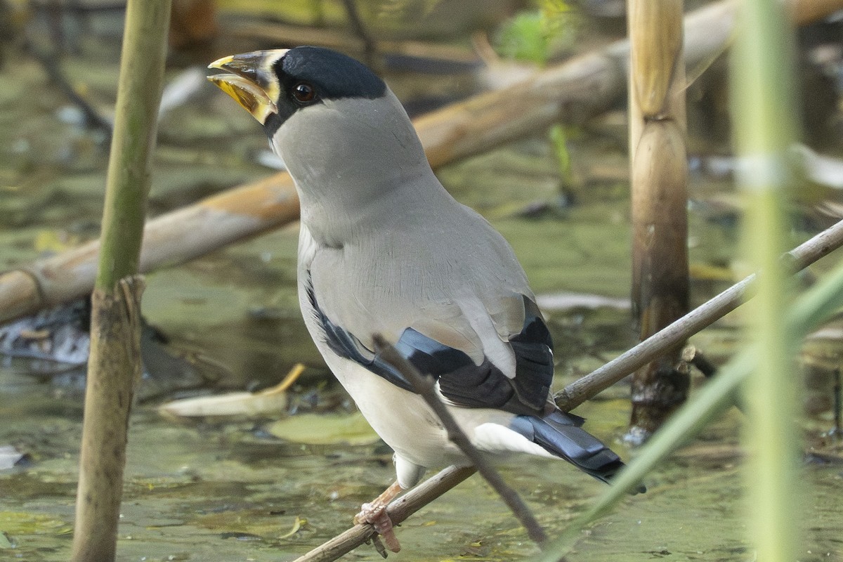 ML644299725 - Japanese Grosbeak - Macaulay Library