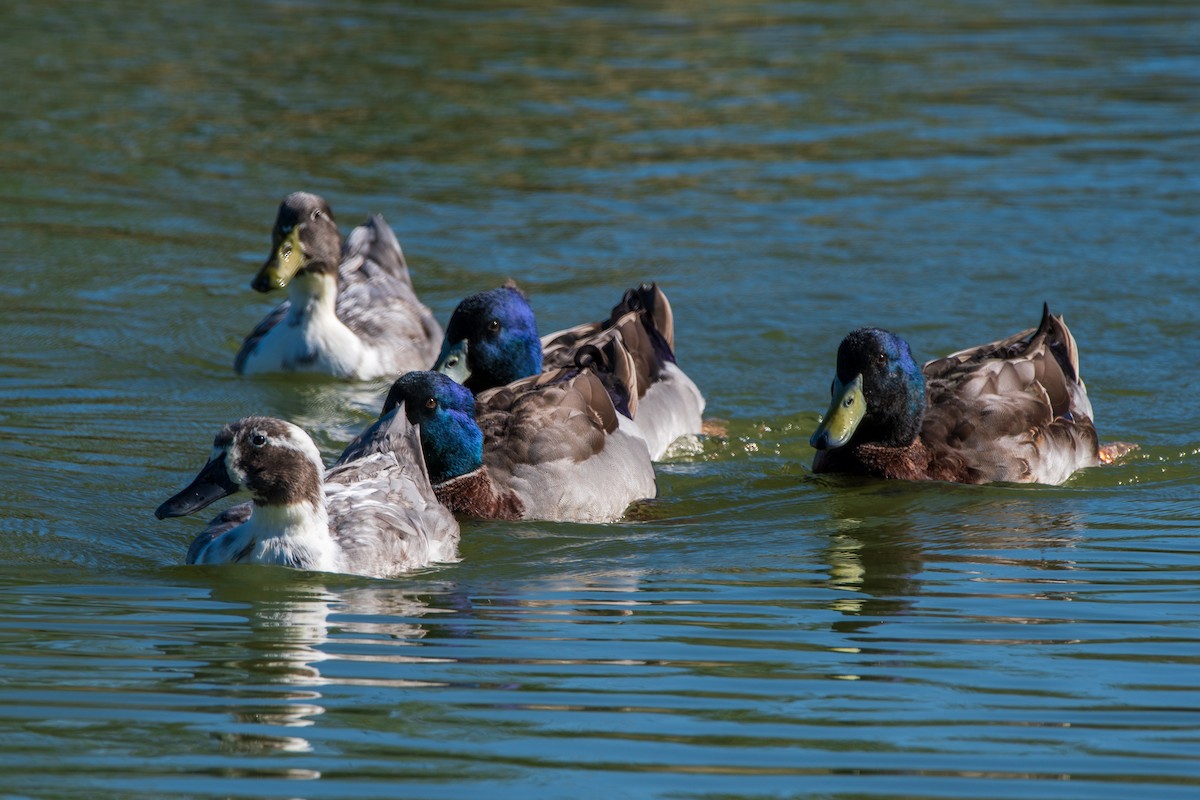 ML644336485 - Mallard (Domestic type) - Macaulay Library