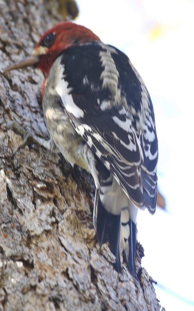ML644337457 - Red-breasted Sapsucker - Macaulay Library