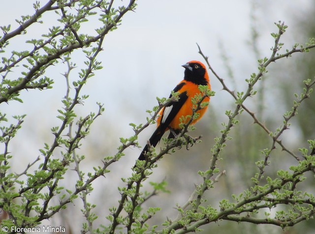 Registros Novedosos - Octubre 2025 - eBird Argentina