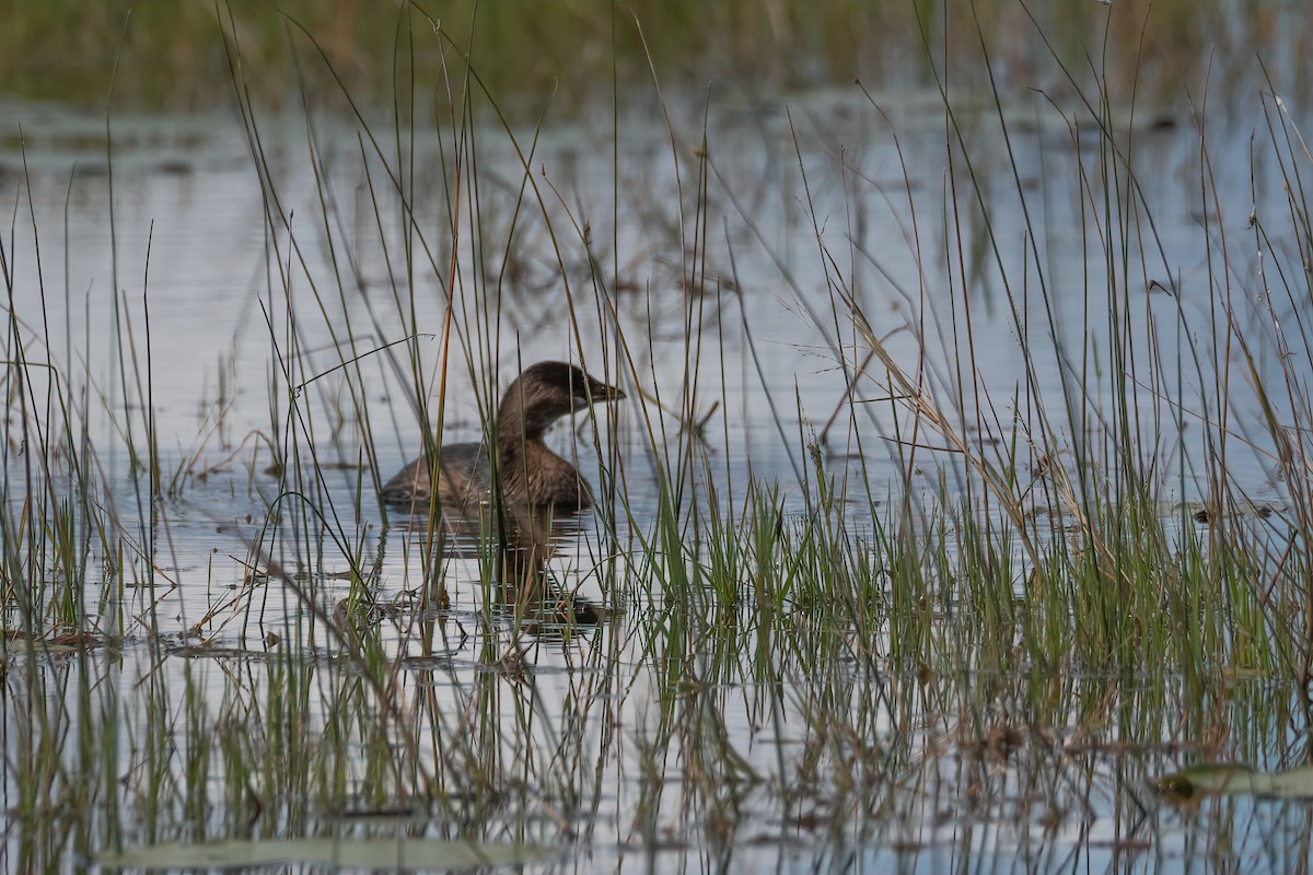 eBird Checklist - 16 Oct 2025 - My Wildlife Sanctuary - 6 species