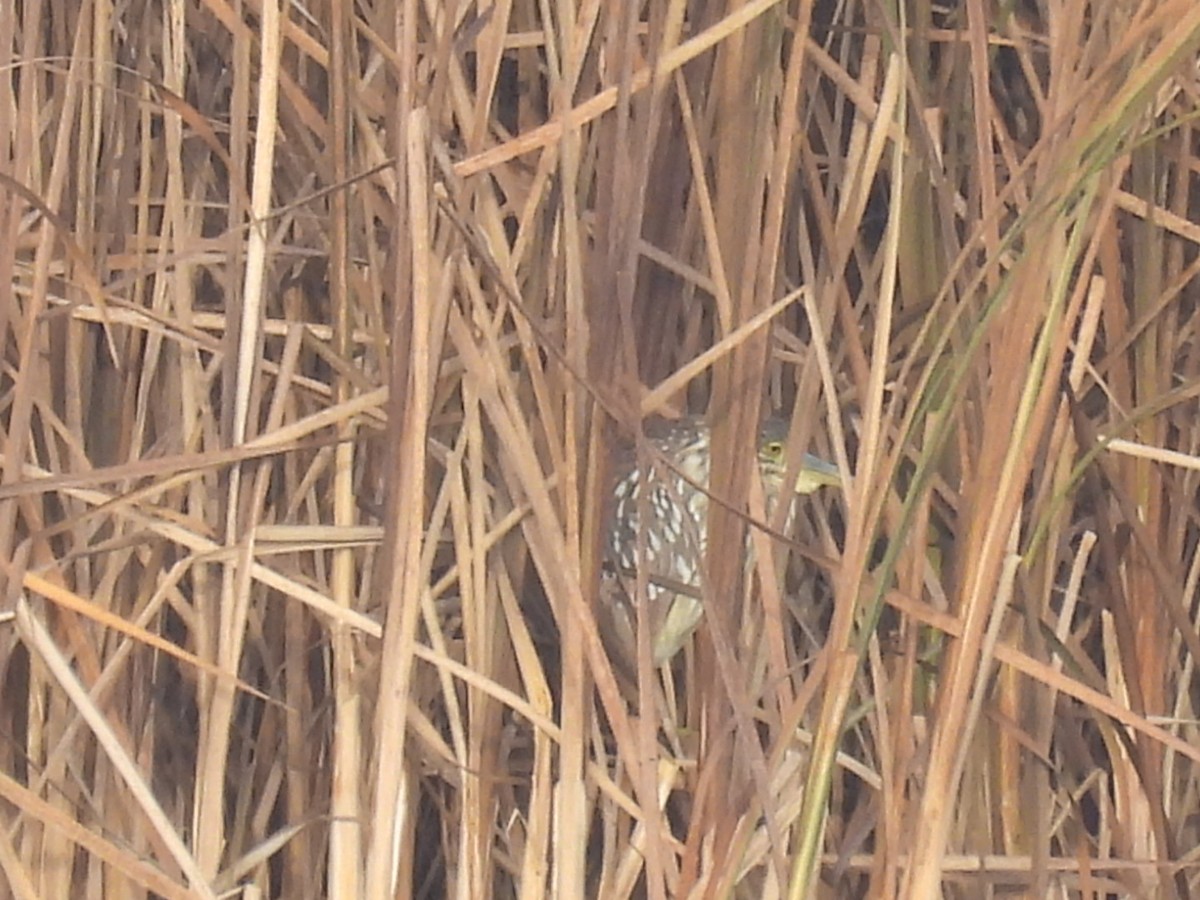 eBird Checklist - 30 Oct 2025 - East Landfill Kalmar Reservoir - 12 species
