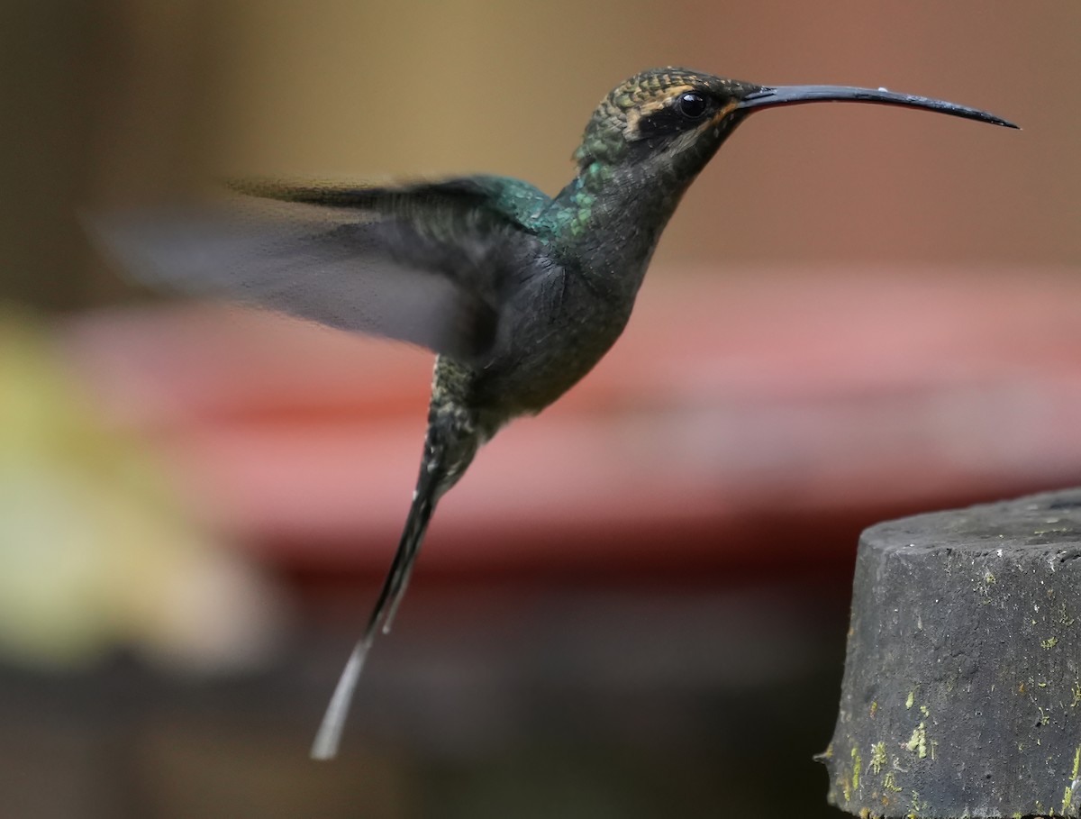 eBird Checklist - 24 Oct 2025 - Copalinga Lodge - 24 species