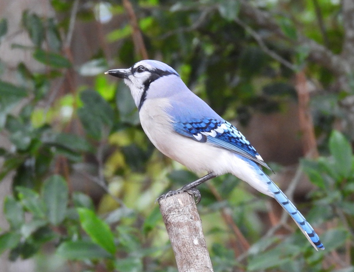 eBird Checklist - 30 Oct 2025 - My Backyard - 13 species