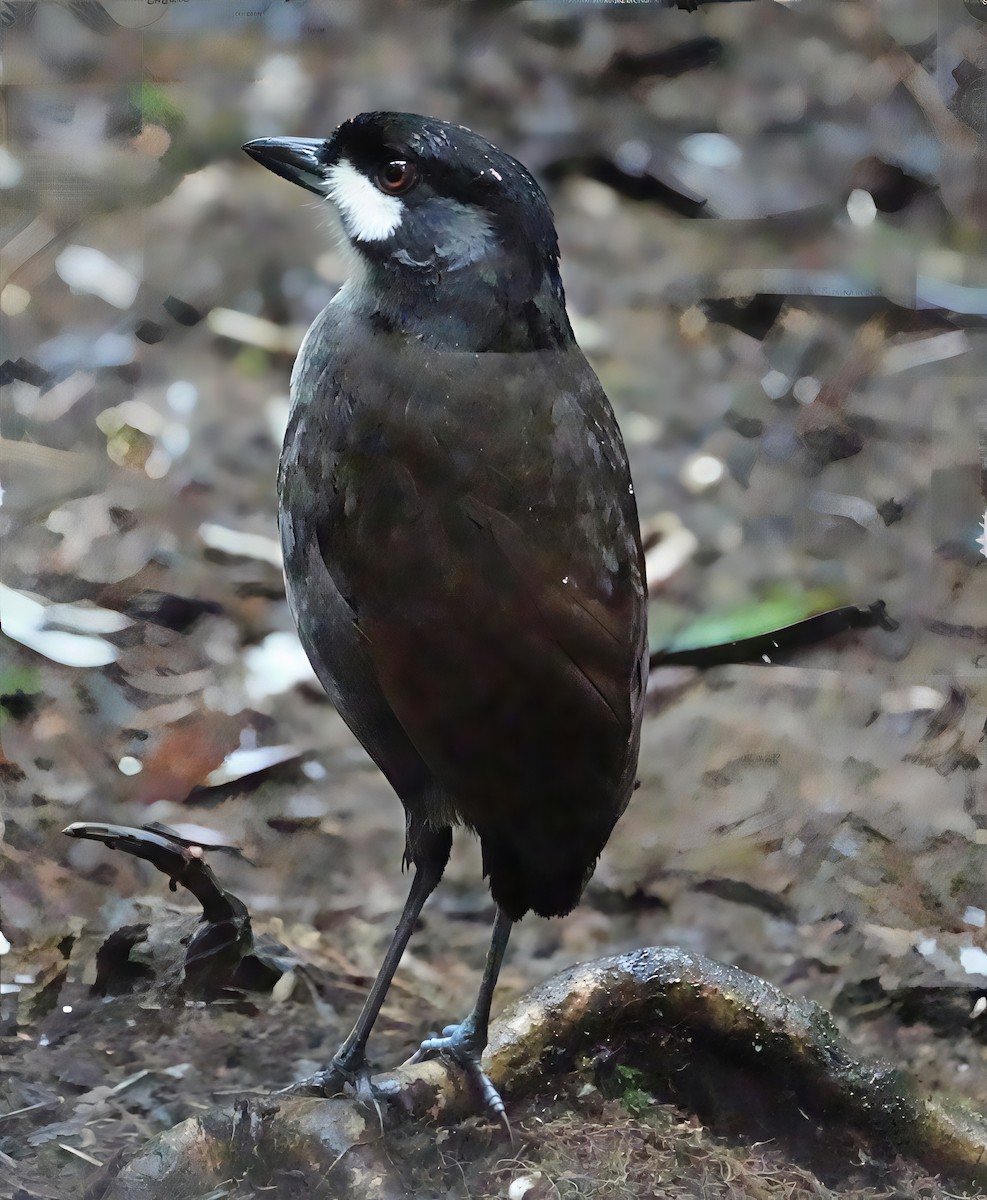 eBird Checklist - 23 Oct 2025 - Reserva Tapichalaca y Casa Simpson - 2 ...