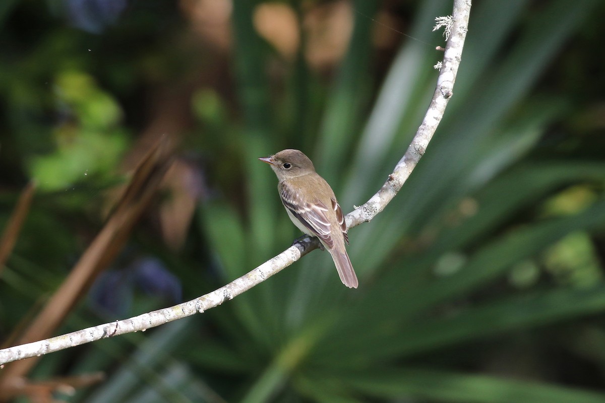 ML644389964 - Alder/Willow Flycatcher (Traill's Flycatcher) - Macaulay ...