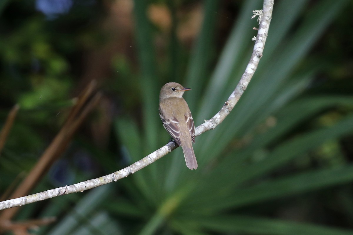 ML644390004 - Alder/Willow Flycatcher (Traill's Flycatcher) - Macaulay ...
