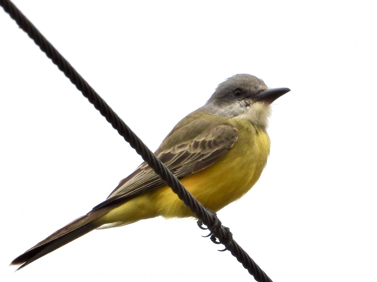 eBird Checklist - 30 Oct 2025 - Humphrey Road - Clinton, WA - 15 species