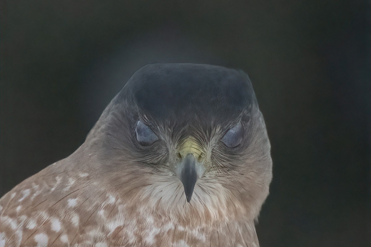 eBird Checklist - 20 Feb 2025 - Mon domicile rue des merles, beloeil ...