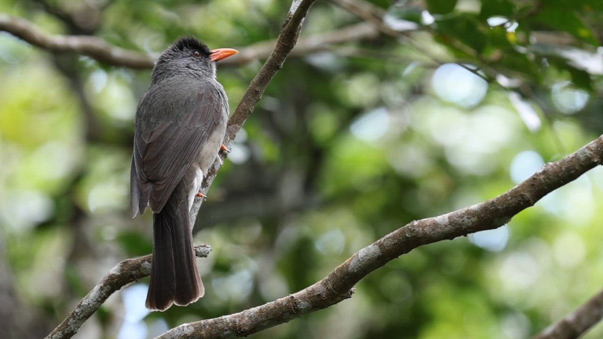 ML644453959 - Mauritius Bulbul - Macaulay Library