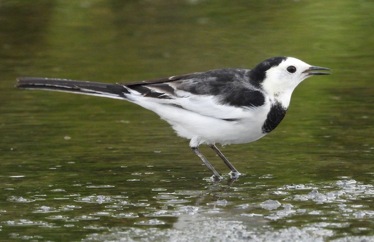 ML644454889 - White Wagtail (Chinese) - Macaulay Library