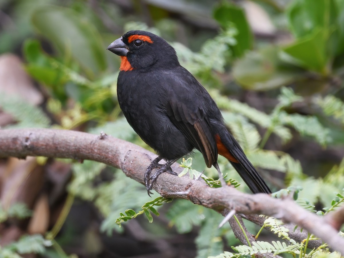 Greater Antillean Bullfinch - Melopyrrha violacea - Birds of the World
