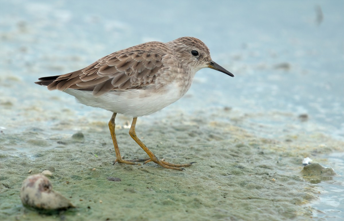 ML644460064 - Long-toed Stint - Macaulay Library