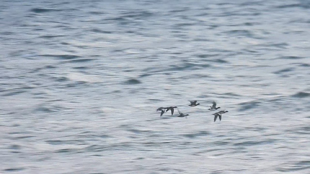 eBird Checklist - 1 Nov 2025 - Fife Ness Seawatching - 26 species