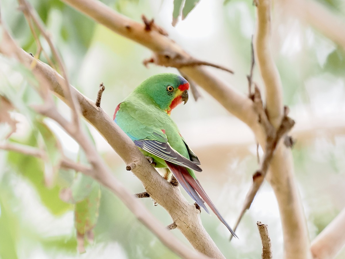 ML644465981 - Swift Parrot - Macaulay Library